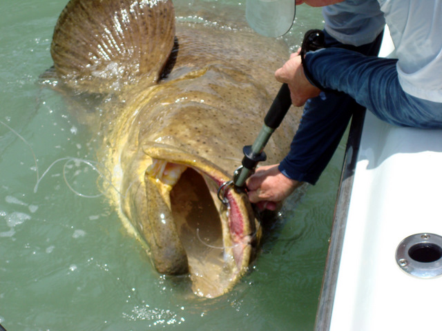 Defining denial and sentient seafood — a response to Sneddon et al ...