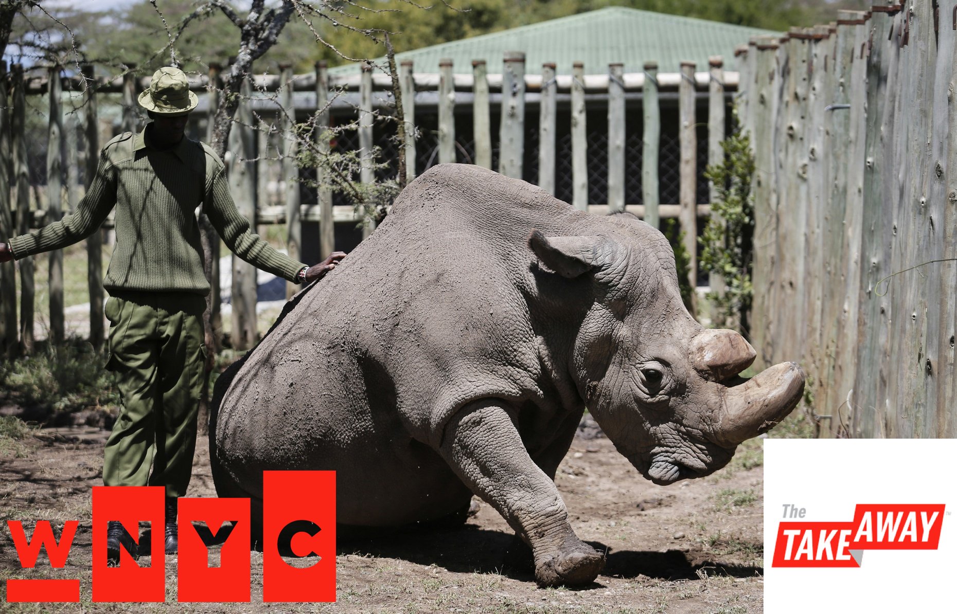 WNYC interview over the death of the last male northern white rhino ...
